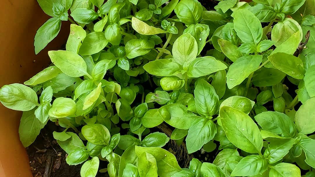 Planning a Fall Garden in Zone 6 - The Welder and His Wife