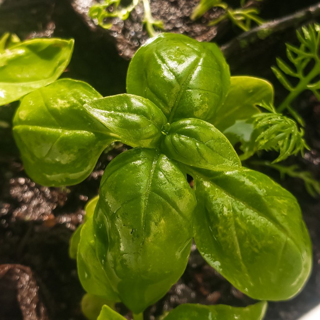 Planning a Fall Garden in Zone 6 - The Welder and His Wife