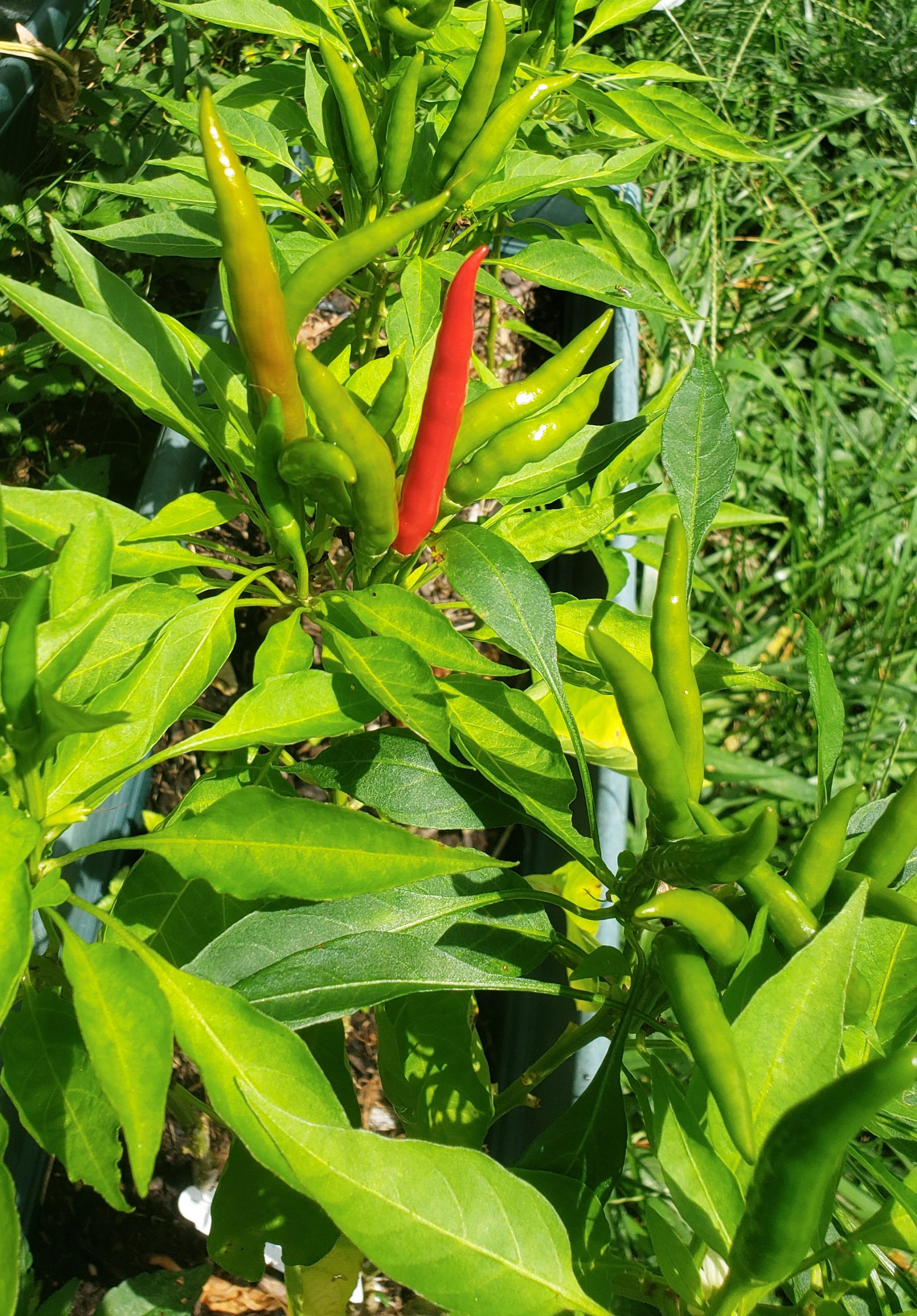 Planning a Fall Garden in Zone 6 - The Welder and His Wife